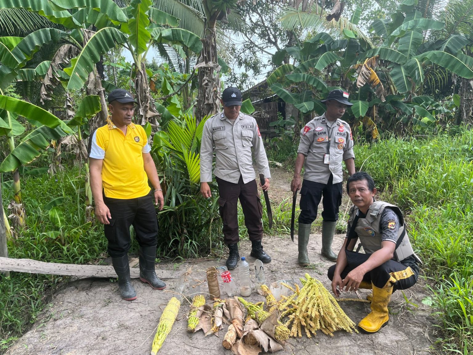 Lagi dan Lagi, Pohon Kelapa Ditemukan ‘Berbuah Jerigen’! Polisi ...